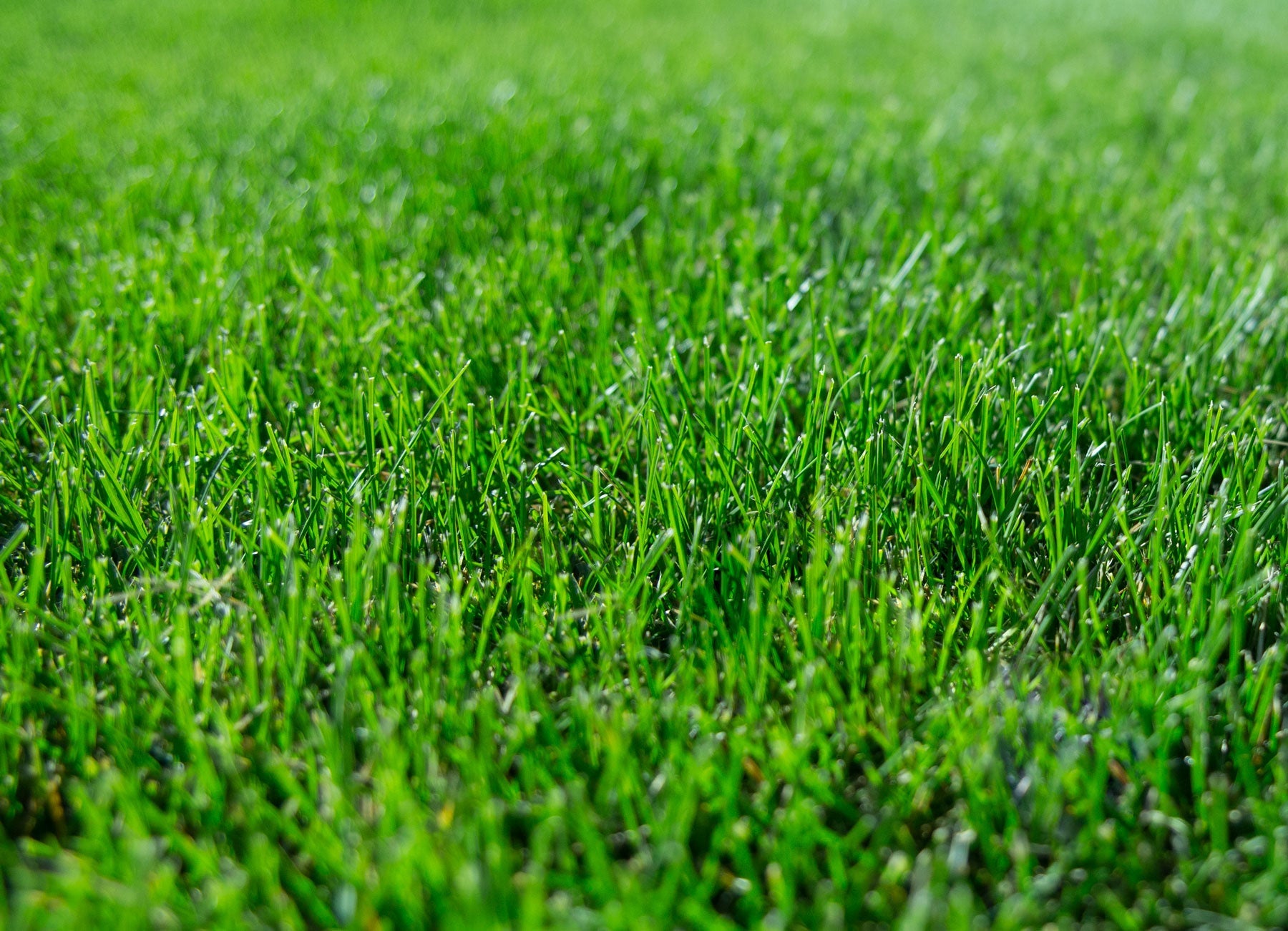 GAZON BIO-LOGIQUE – Gazon Québec