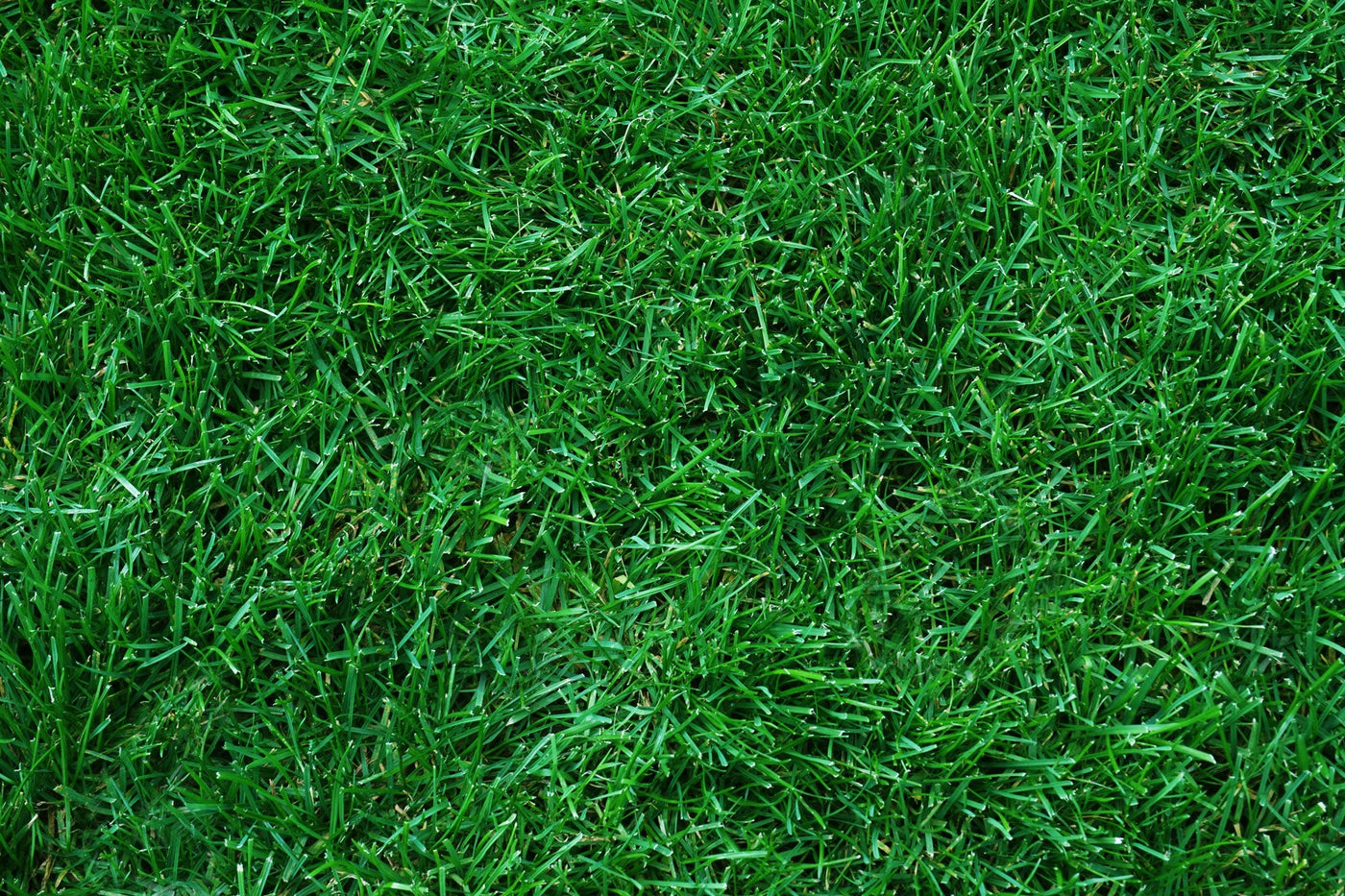 GAZON NATUREL QUI POUSSE PAS – Gazon Québec